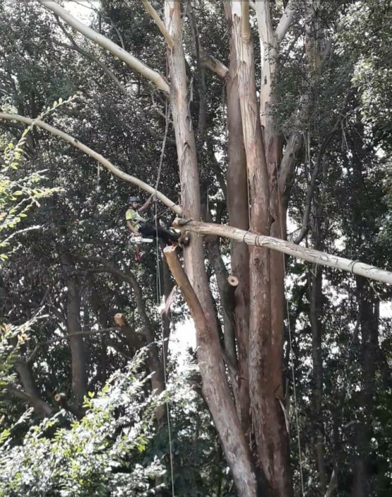 Gallery 10 - Branching Out Tree Services | Tree Removal Sunshine Coast ...